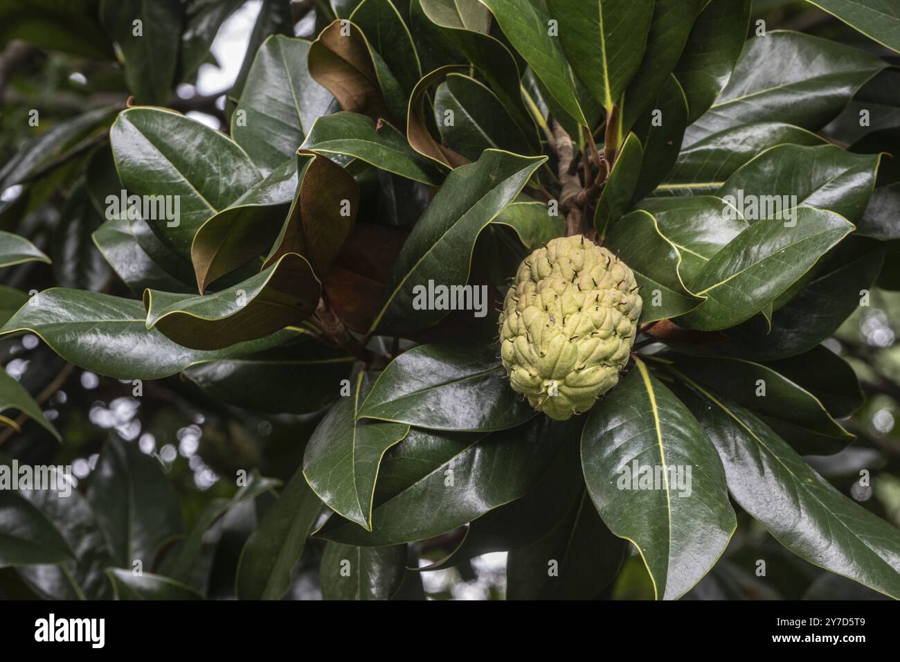 Seed stand of the Southern magnolia (Magnolia grandiflora), Berggarten ...