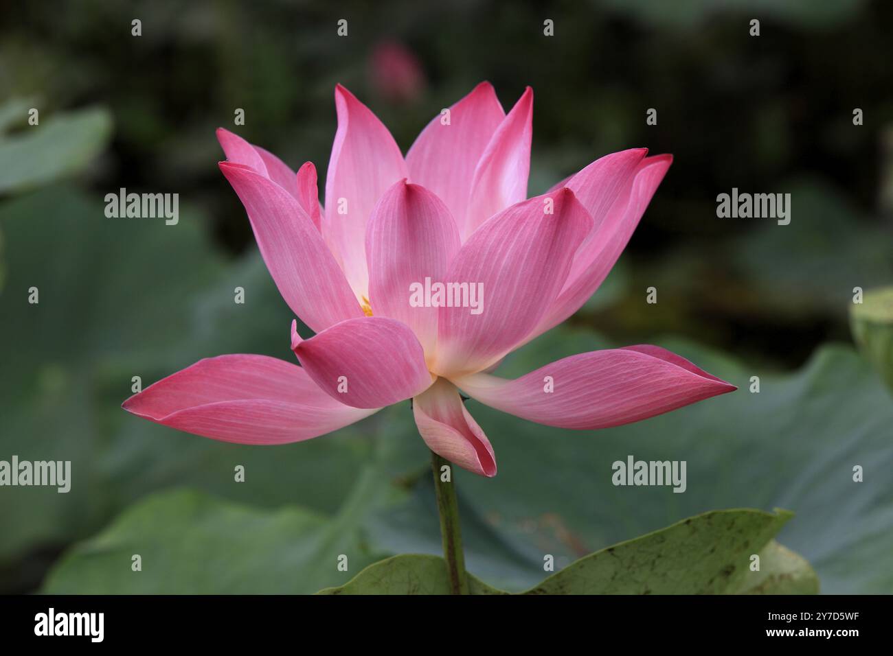 Indian lotus flower (Nelumbo nucifera), blooming, flower, aquatic plant ...