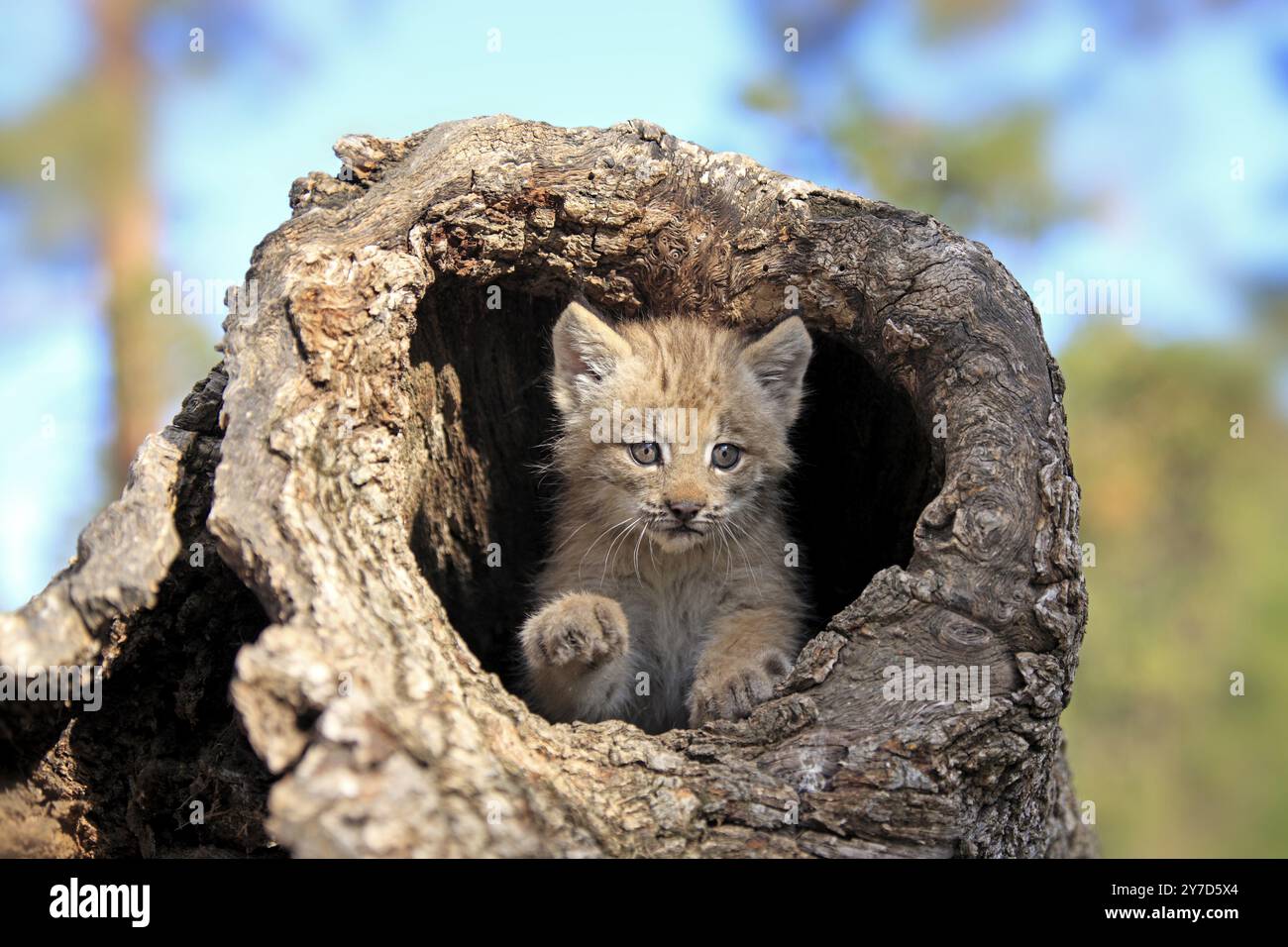 Canada lynx (Lynx canadensis), young, den, tree, eight weeks old ...