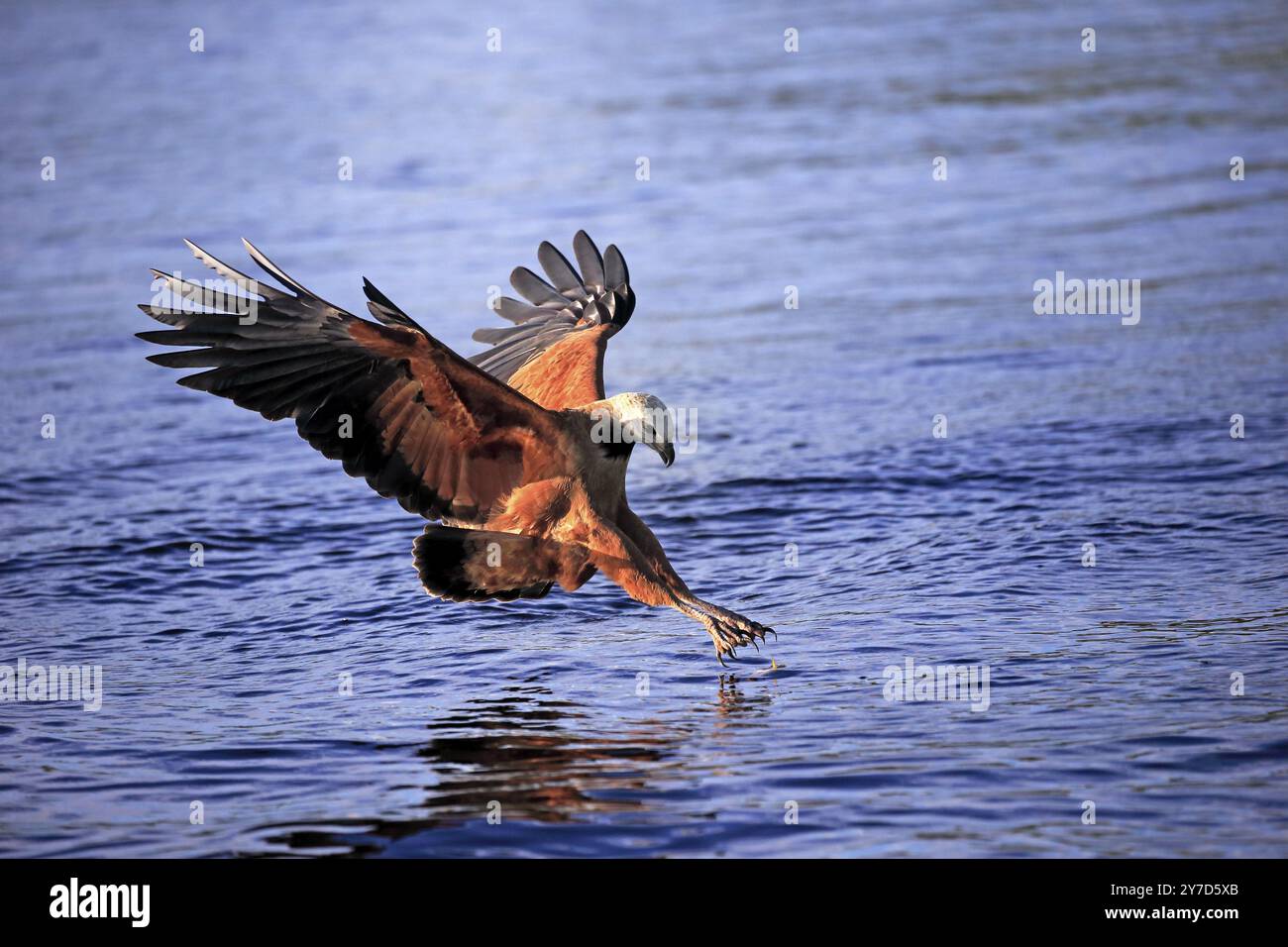 Fish hawk (Busarellus nigricollis), adult flying, hunting, on the hunt ...