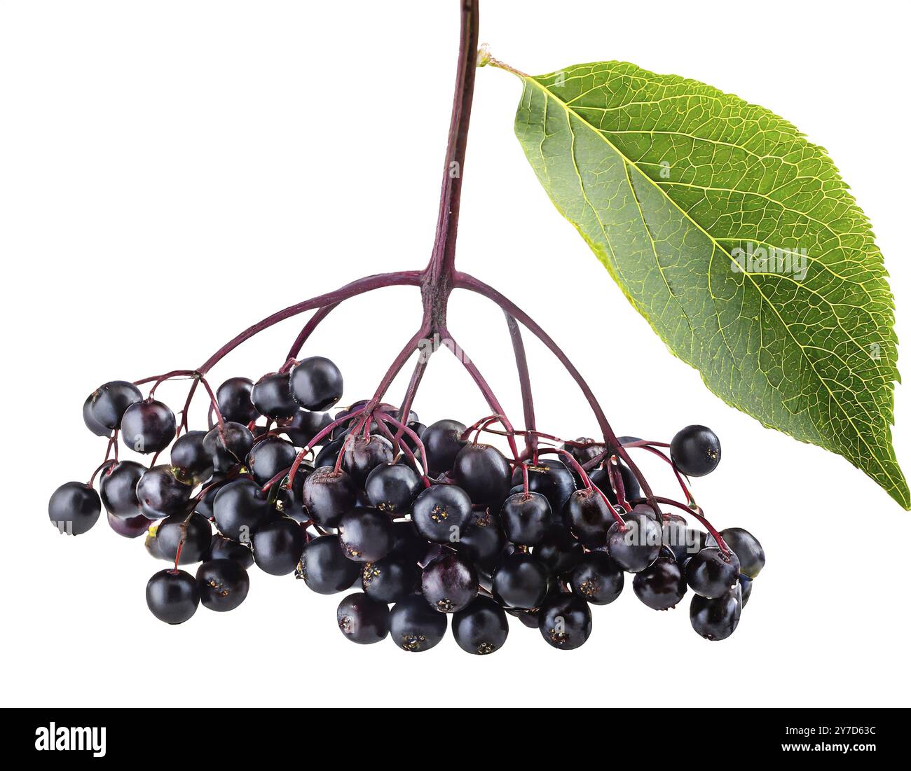 Ripe elderberry cluster with a vibrant green leaf, isolated on a white ...