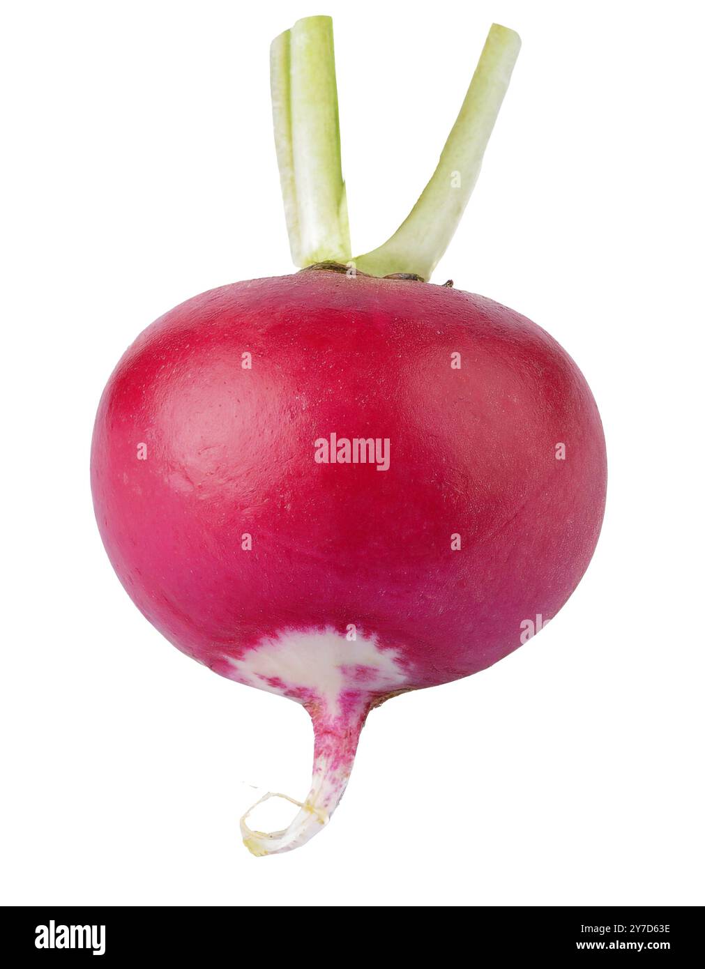 Single ripe red radish with white roots, isolated on a pure white ...