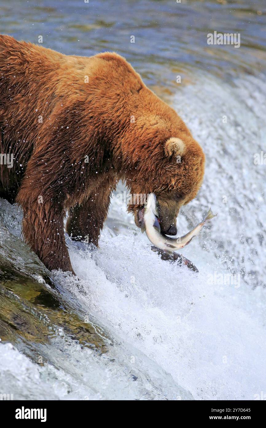 Grizzly bear (Ursus arctos horribilis), adult, in water, in summer ...