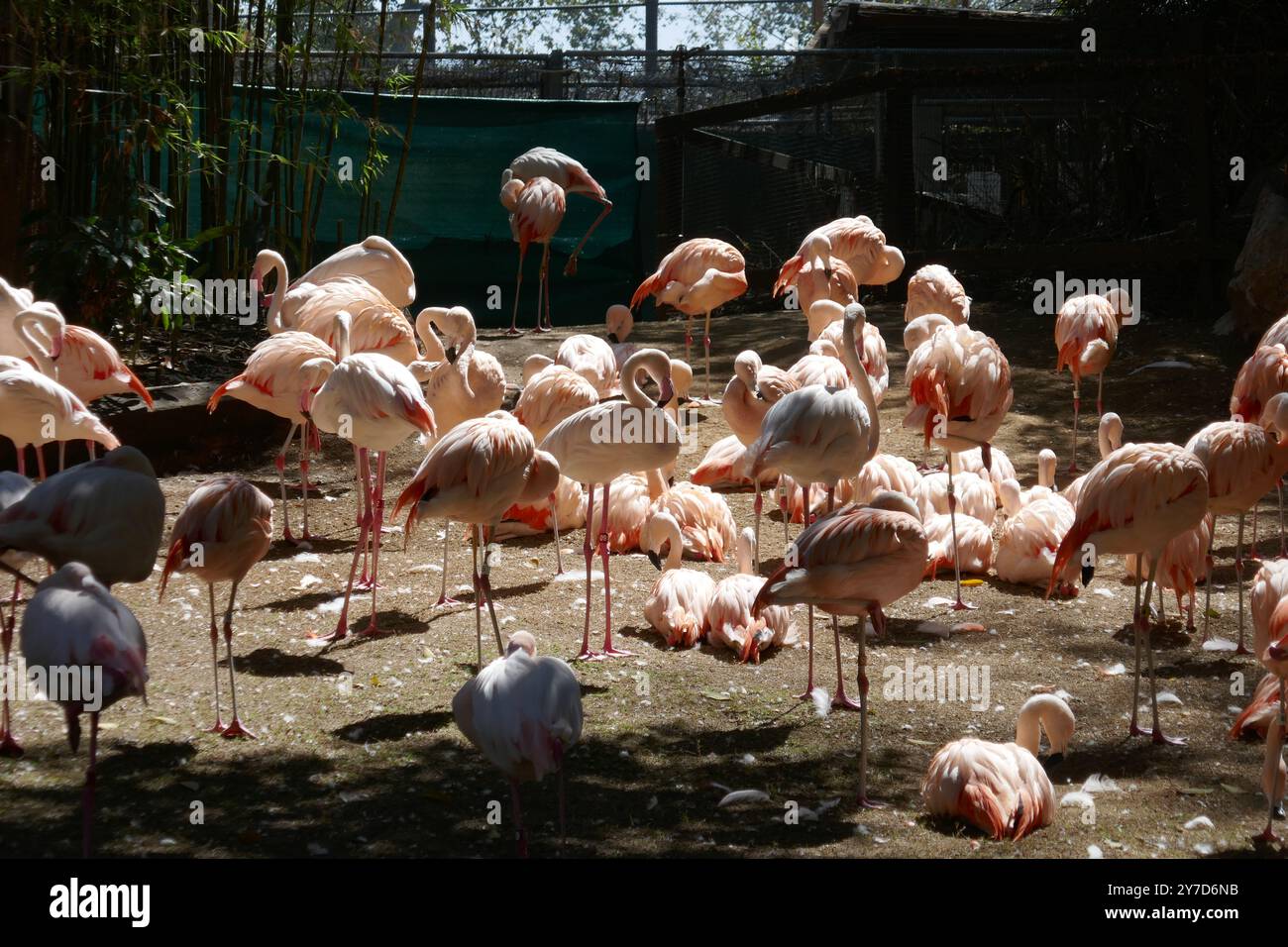 Los Angeles, California, USA 23rd September 2024 Flamingos at LA Zoo on ...