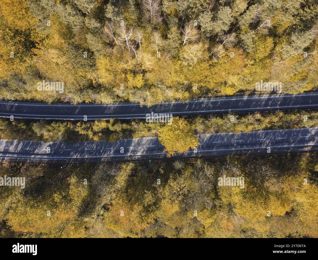 Two roads through the autumn forest and yellow trees, top view Stock ...