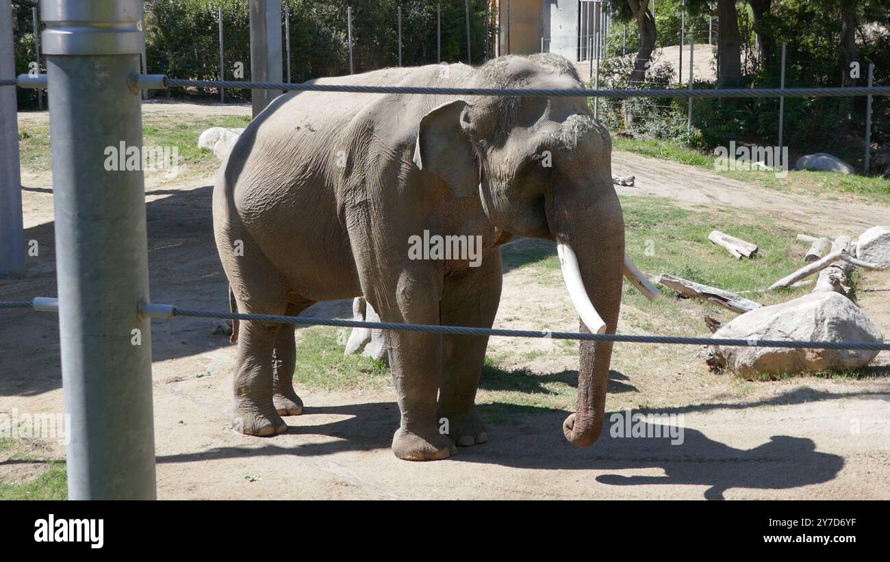 Los Angeles, California, USA 23rd September 2024 Asian Elephant Billy ...