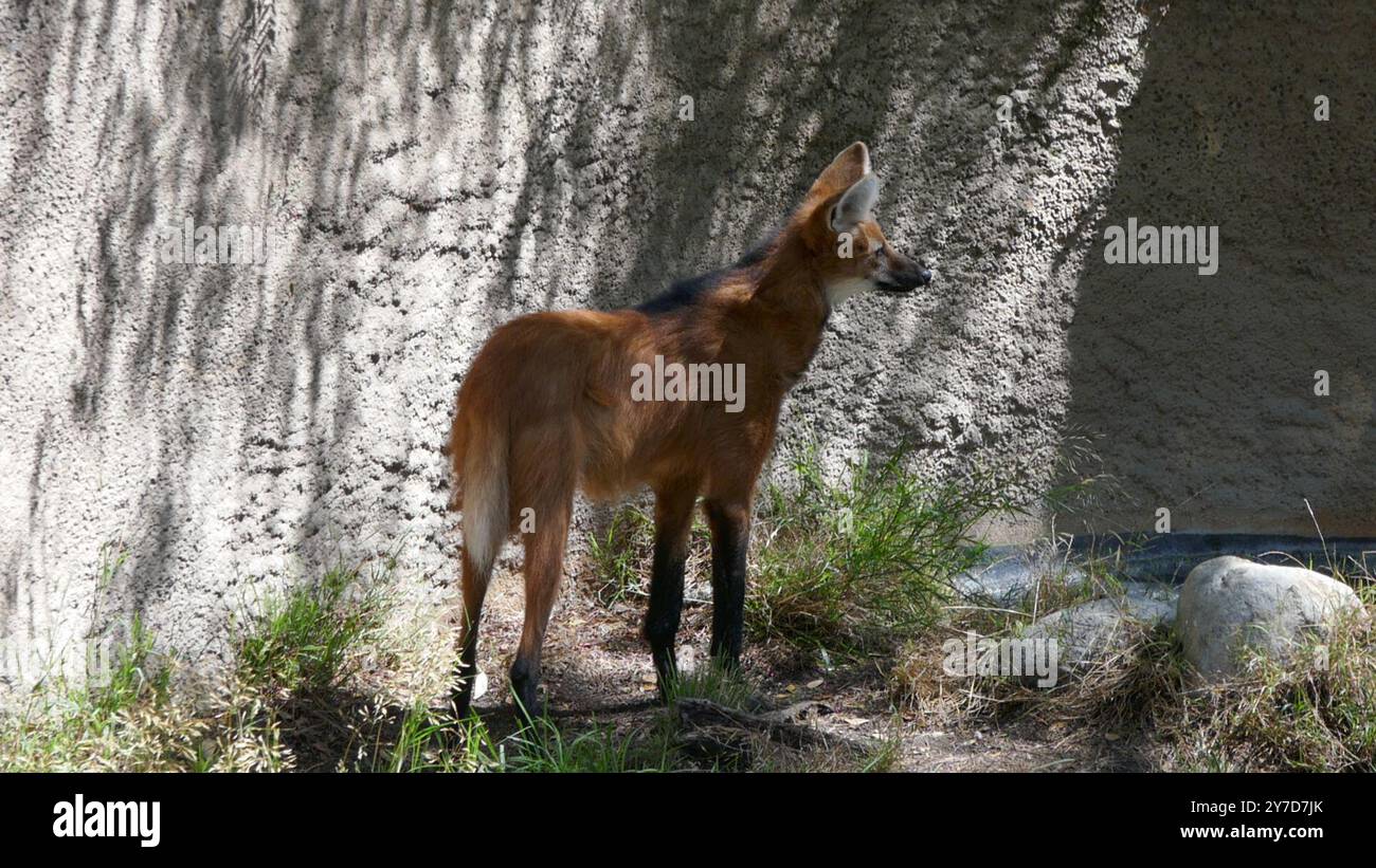 Los Angeles, California, USA 23rd September 2024 Maned Wolf at LA Zoo ...