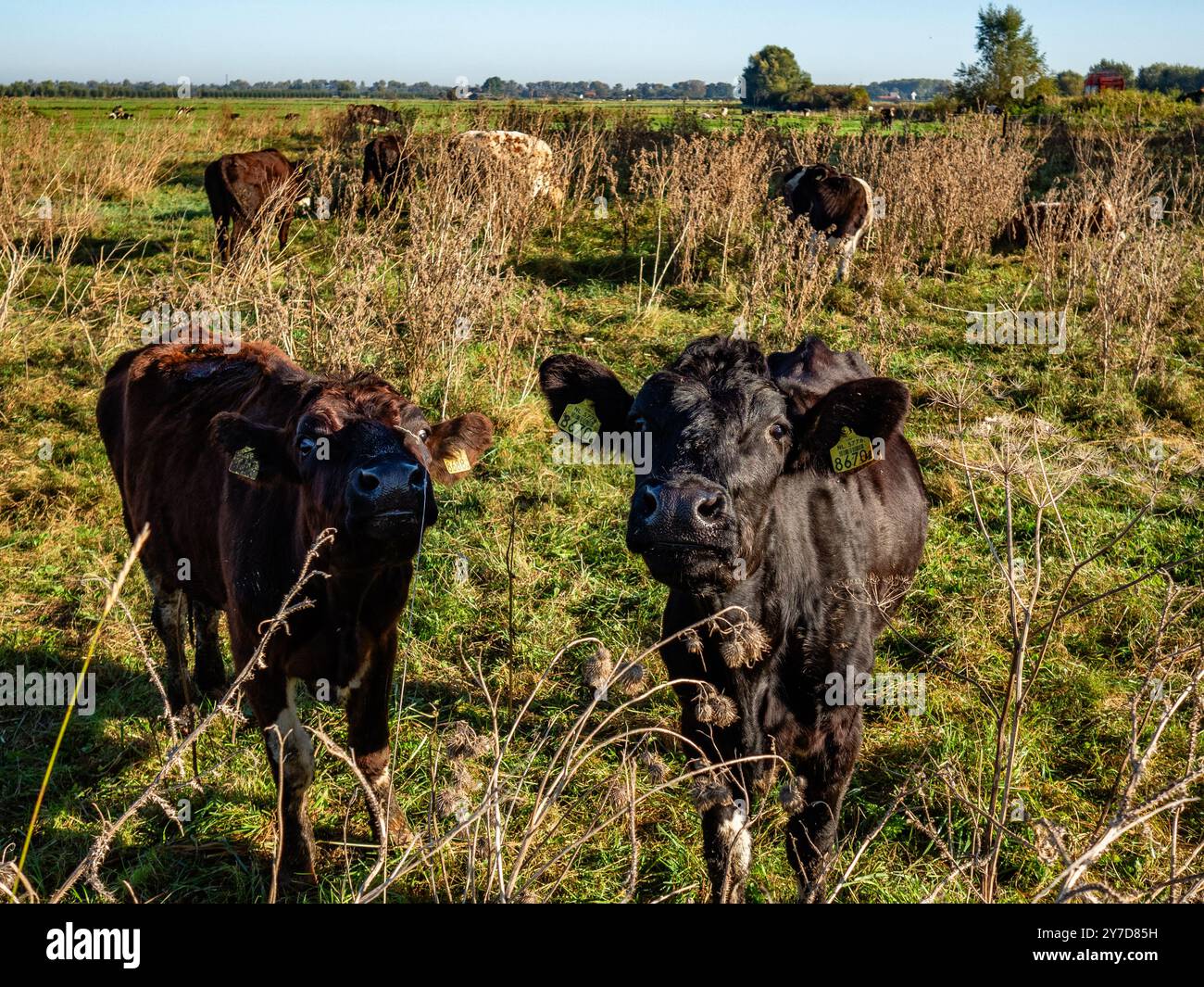 Two cows are seen enjoying the sunny morning. With the arrival of ...
