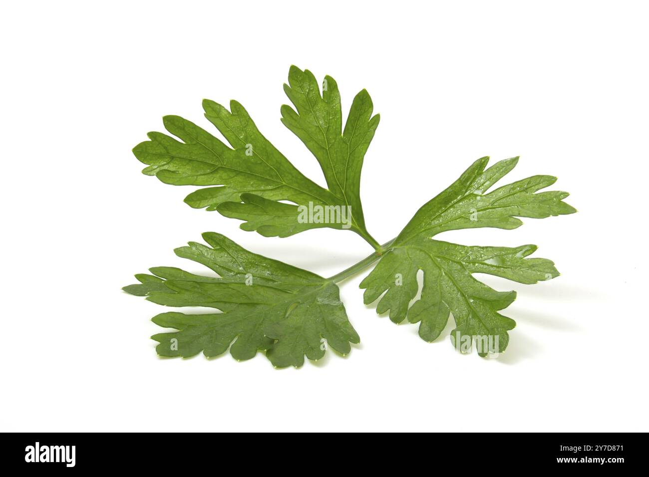 Fragrant greens for decorating dishes, parsley leaf isolated on white ...