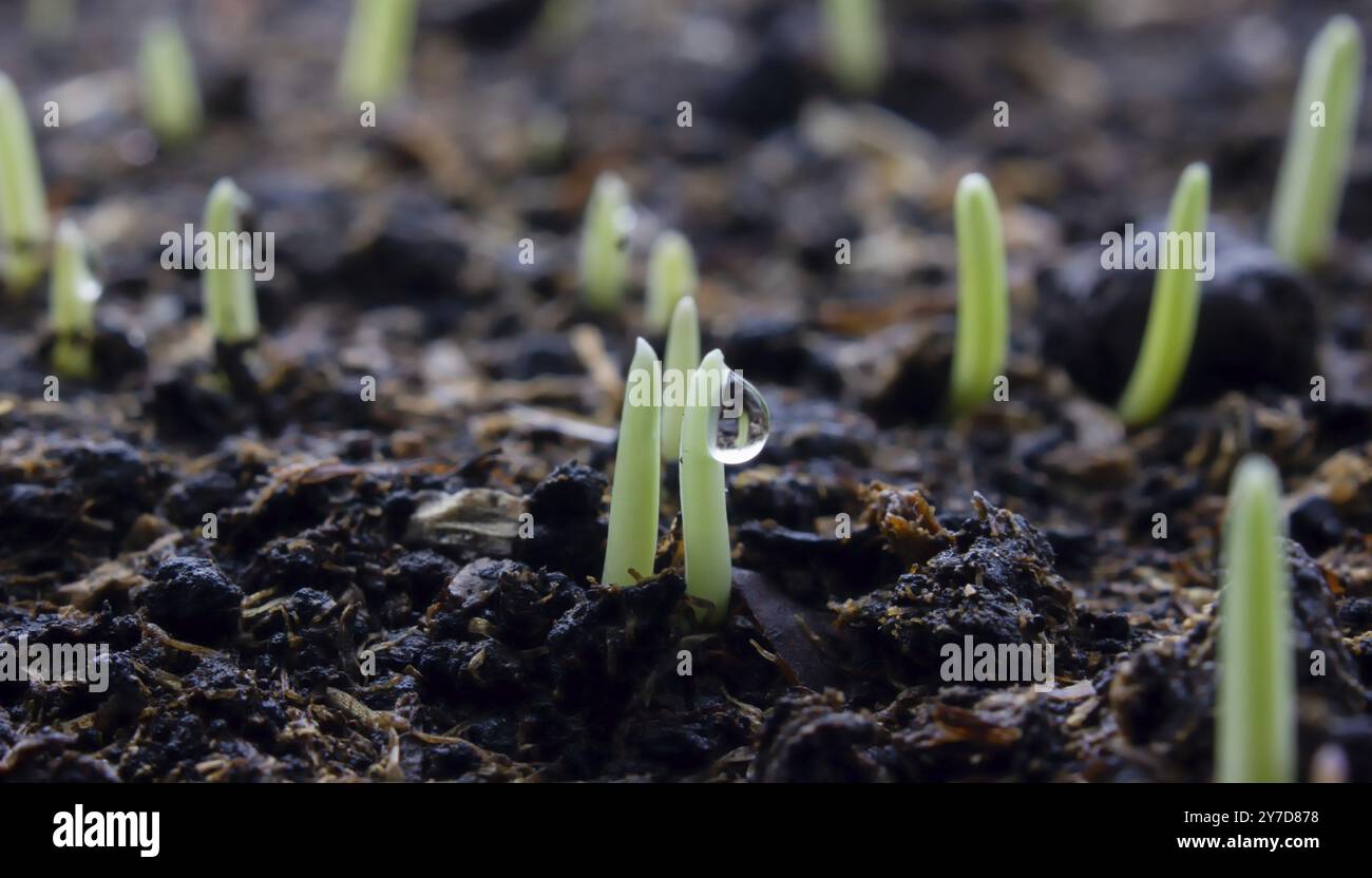 A drop of dew on a young sprout of wheat that sprouted from black soil ...