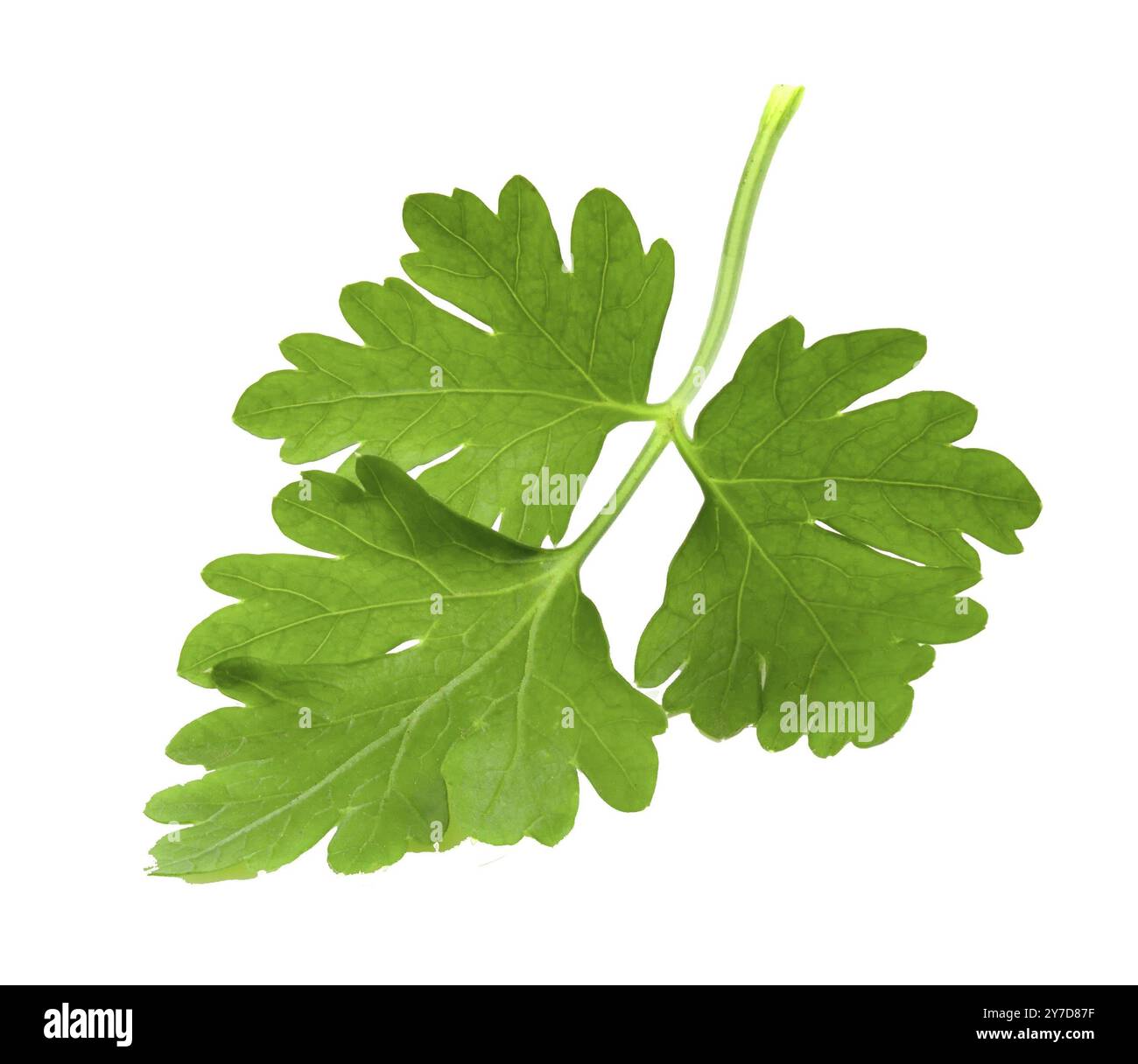 Parsley branch in full focus isolated on white background. Fresh plant ...