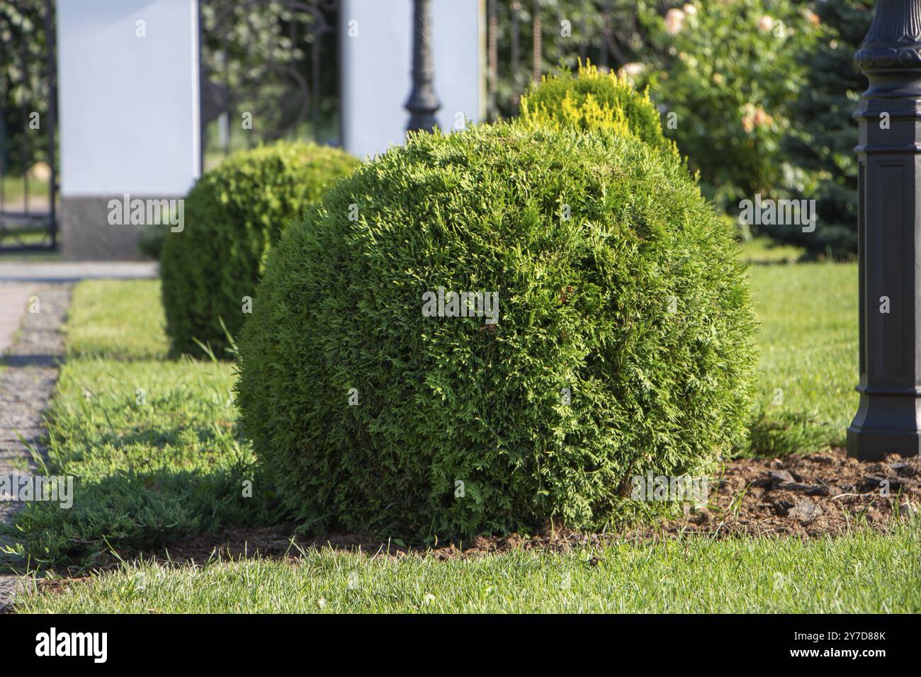 Spherical thuja, landscaping, plants in the backyard Stock Photo - Alamy