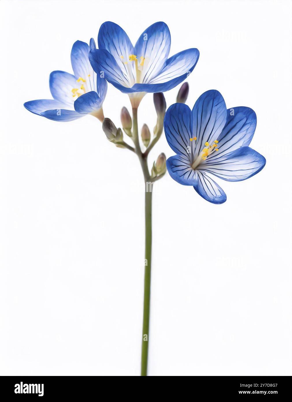 Blue freesias blooms against white background Stock Photo - Alamy