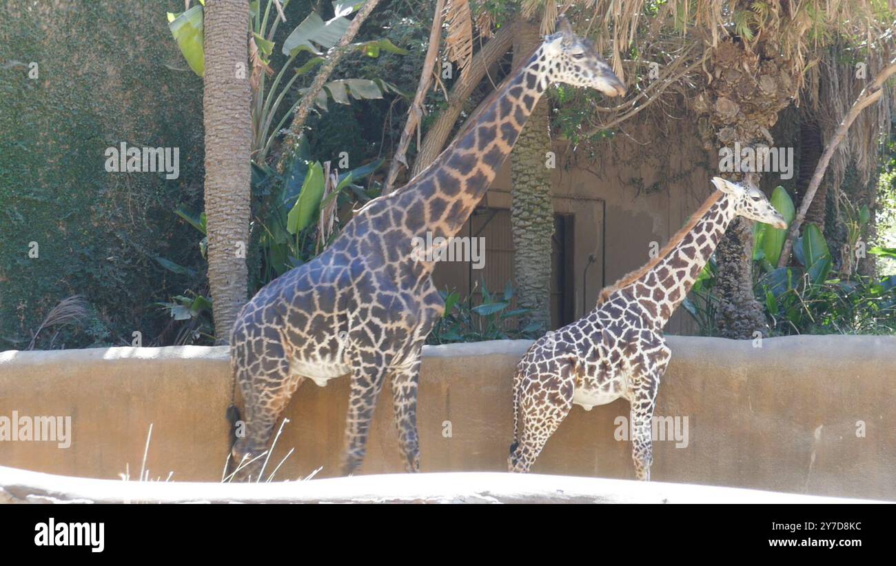 Los Angeles, California, USA 23rd September 2024 Maasai Giraffes, Masai ...