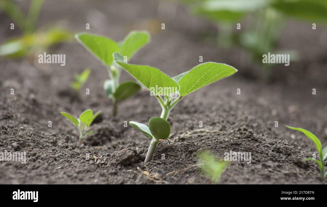 A delicate fragile soybean sprout in the field stretches towards the ...