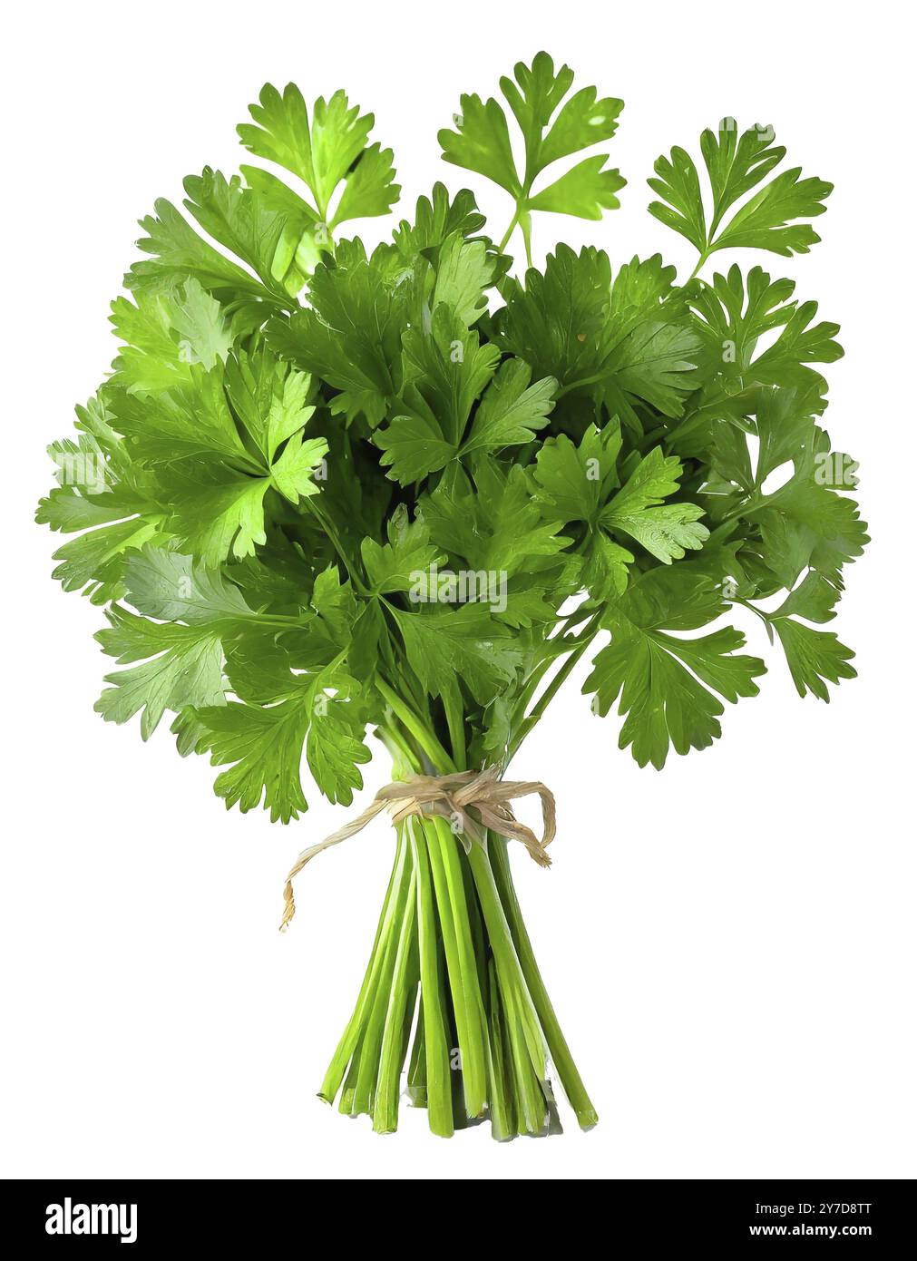 Bunch of green parsley isolated on white background. Fresh greens are ...