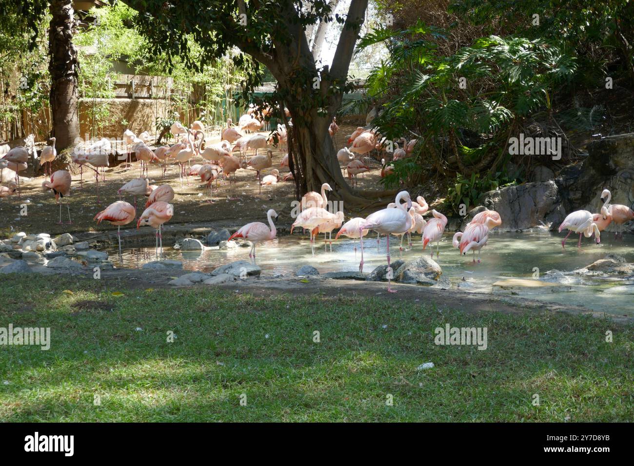 Los Angeles, California, USA 23rd September 2024 Flamingos at LA Zoo on ...