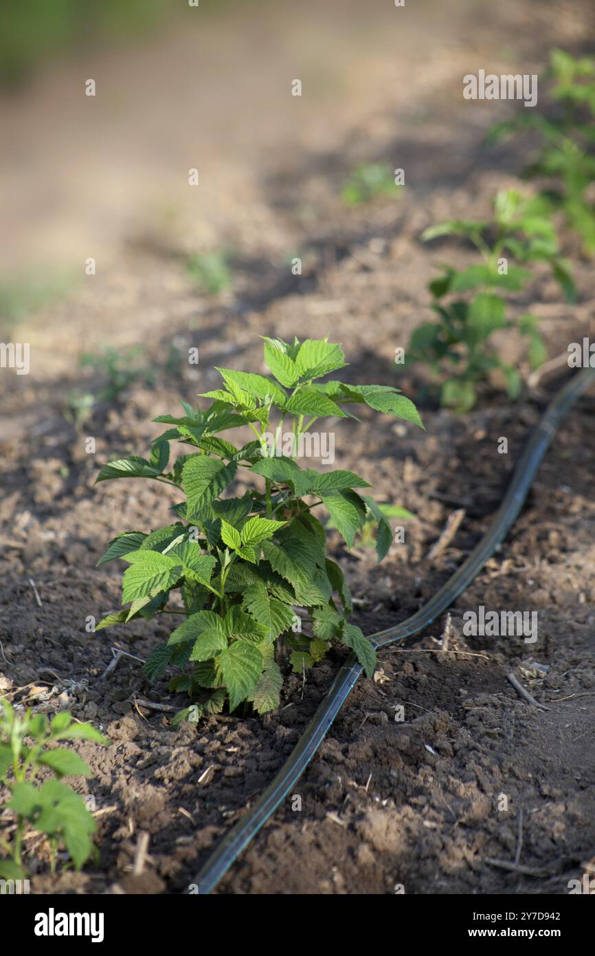 Drip irrigation of raspberry stems with a water hose. Wet soil from ...
