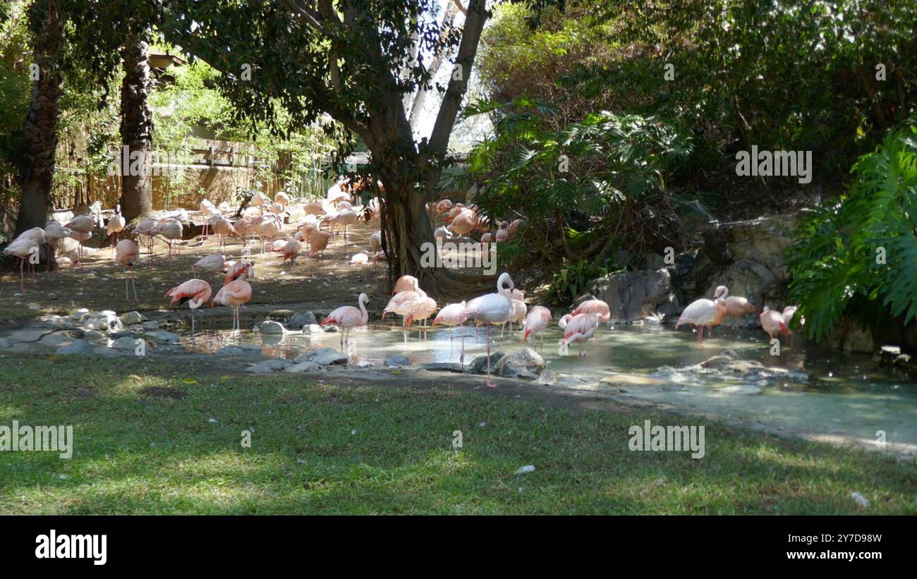 Los Angeles, California, USA 23rd September 2024 Flamingos at LA Zoo on ...