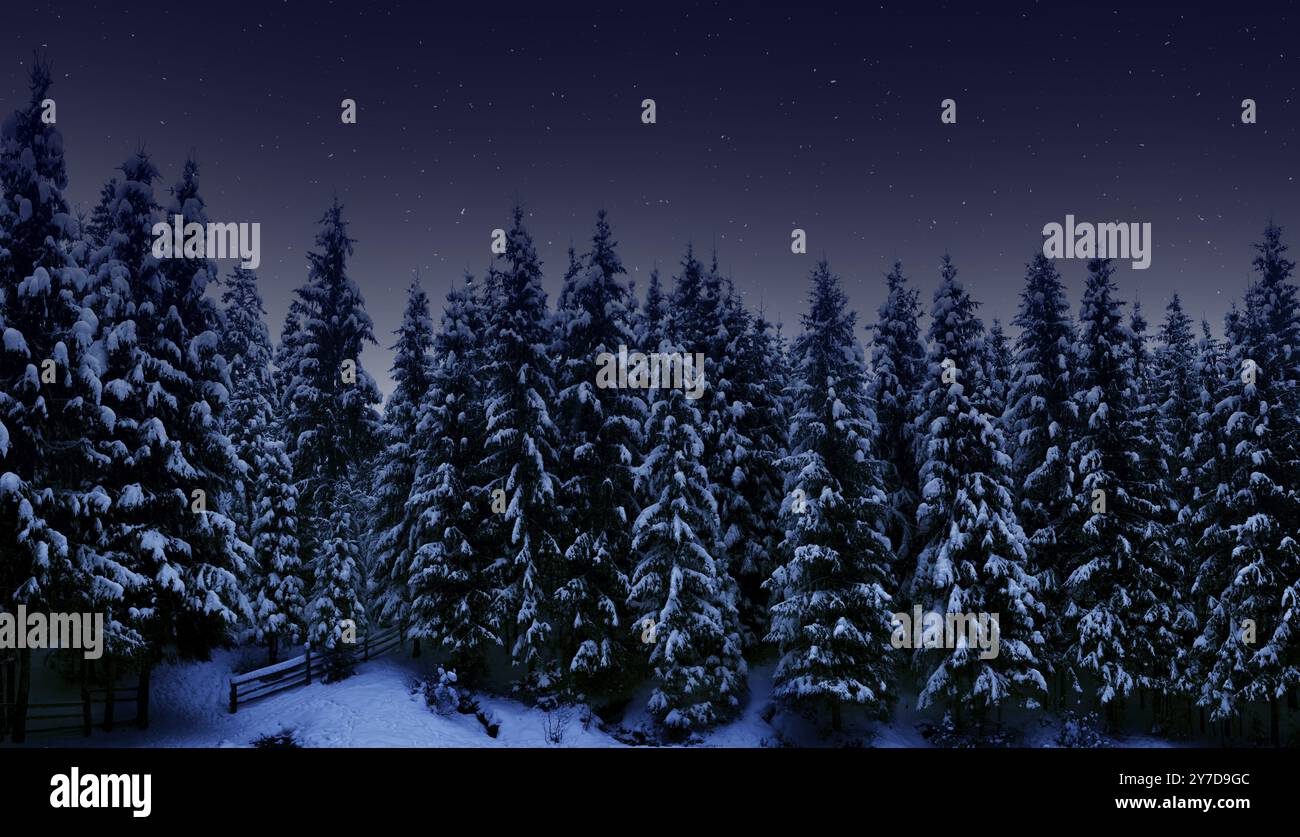 Night landscape, tall spruce trees covered with snow in the night ...