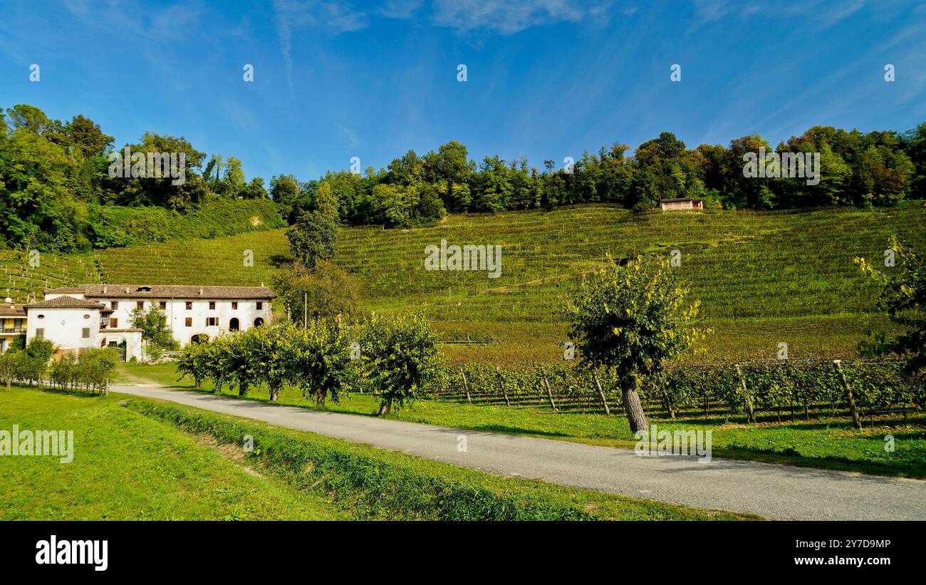 Prosecco vineyard hi-res stock photography and images - Alamy