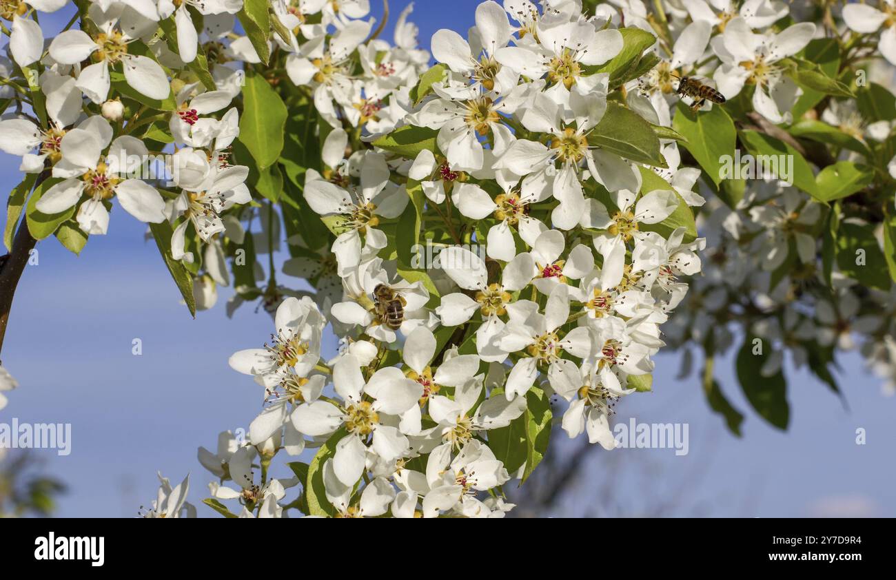 Pear flowers with bee. Spring flowering of fruit trees, pollination of ...