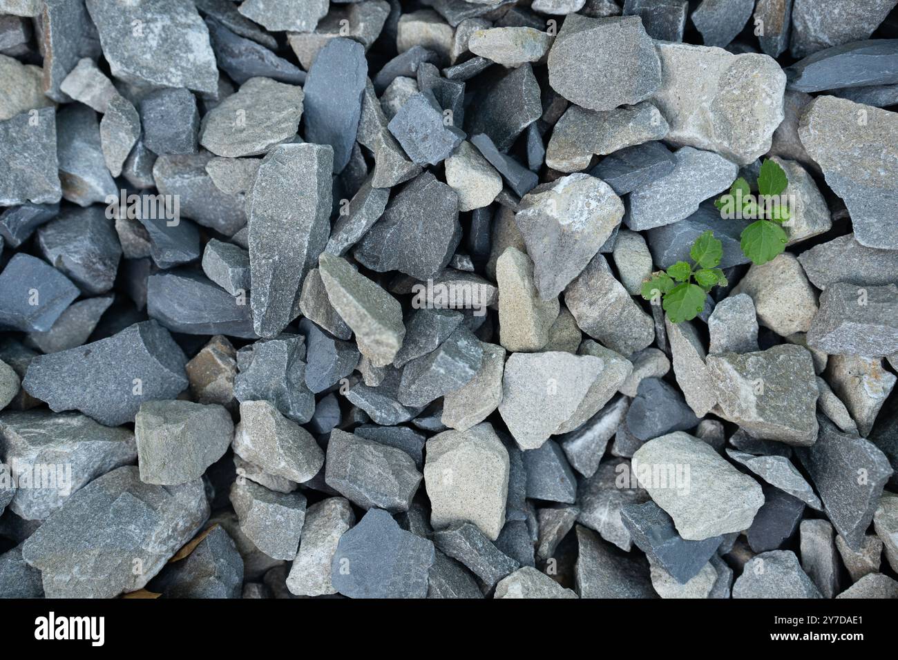 Top view on different grey stones, small granite pebbles, variety of ...