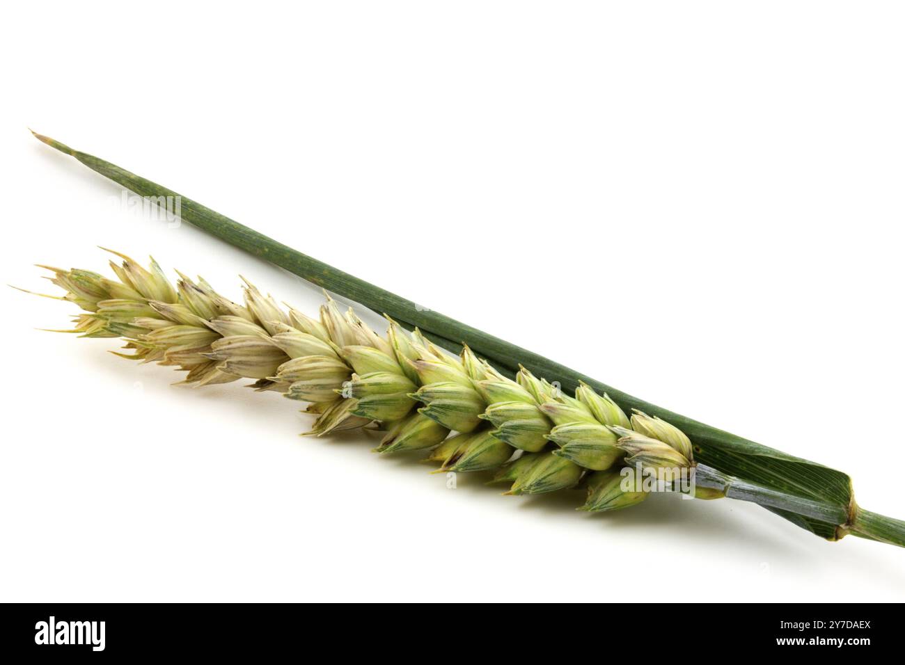 Spikelet of wheat isolated on white background close up. Half ripe ear ...