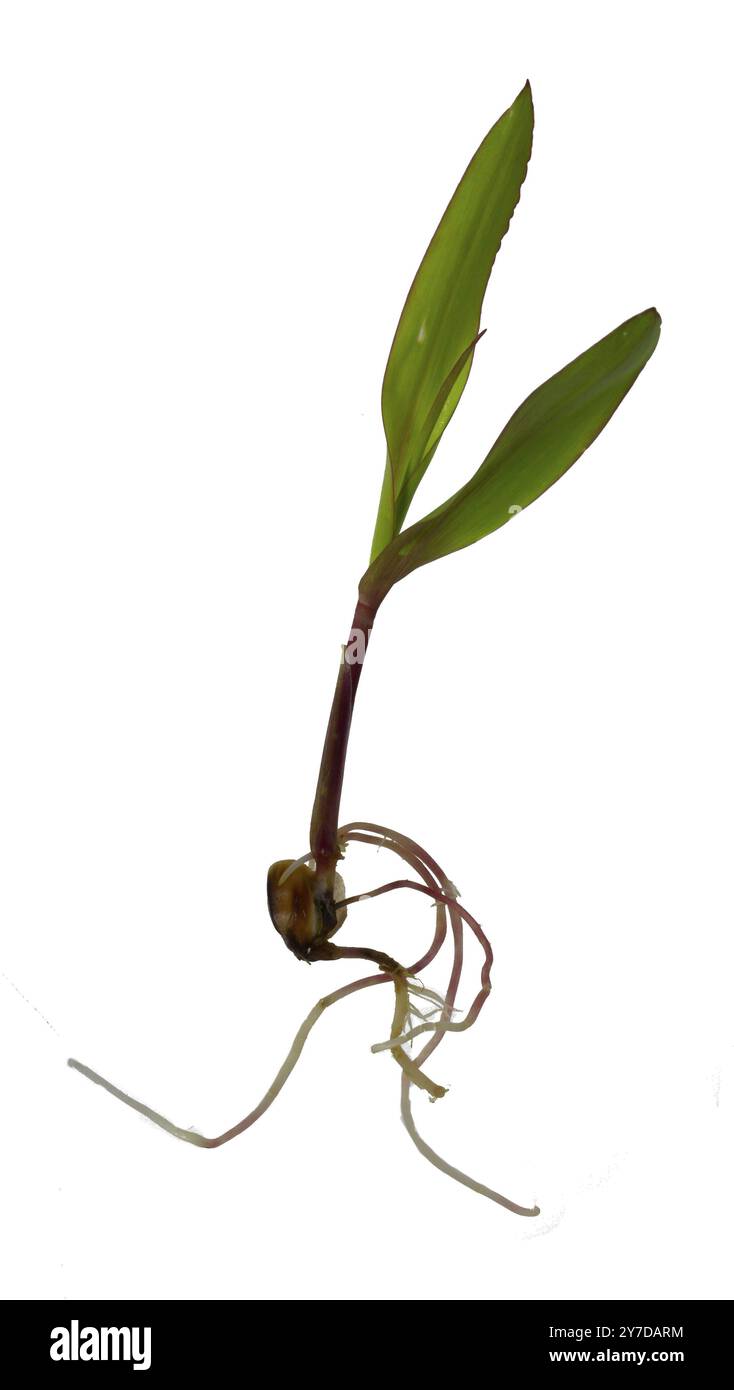 Corn sprout with roots isolated on white background. A young shoot with ...