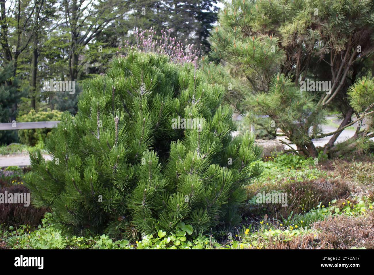 Dwarf pine is a decorative tree growing in the park Stock Photo - Alamy