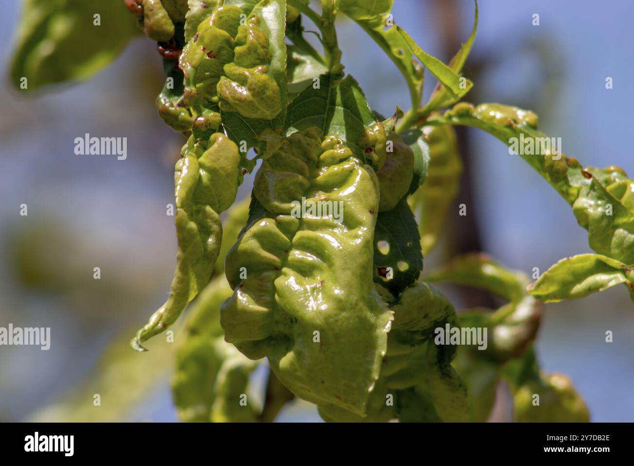 Sick peach leaves, twisted leaf from diseases and chemical burns of ...