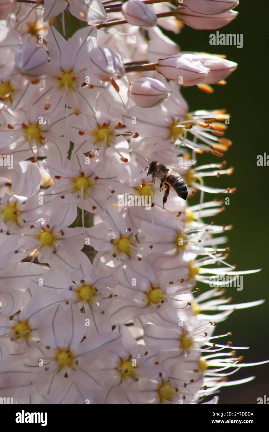 Himalaicus hi-res stock photography and images - Alamy