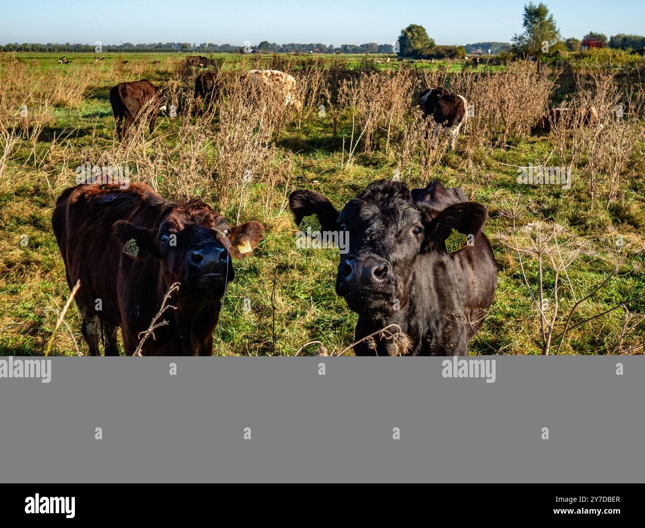 Nijmegen, Netherlands. 29th Sep, 2024. Two cows are seen enjoying the ...