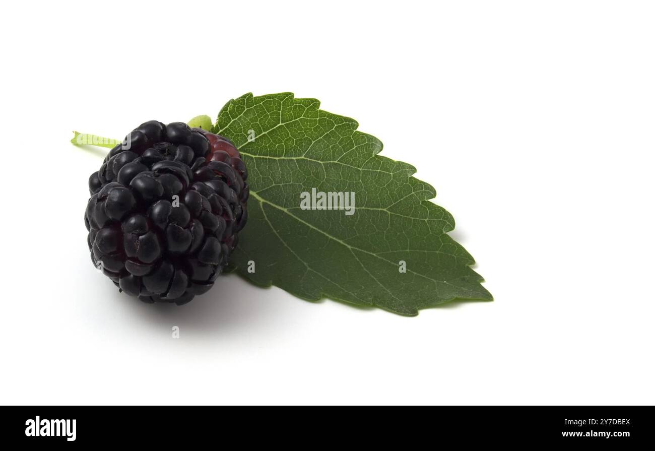 Black mulberry berry with leaf isolated on white background close up ...