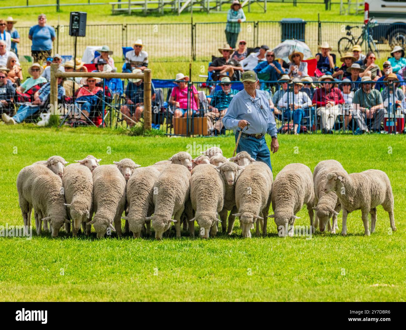 Male dog handler herding sheep at the Meeker Classic Sheepdog ...