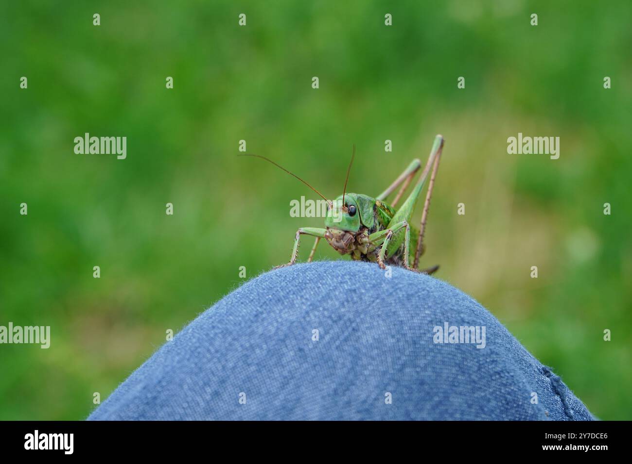 Closeup of green grasshopper insect with visible eyes, antennae, mouth ...