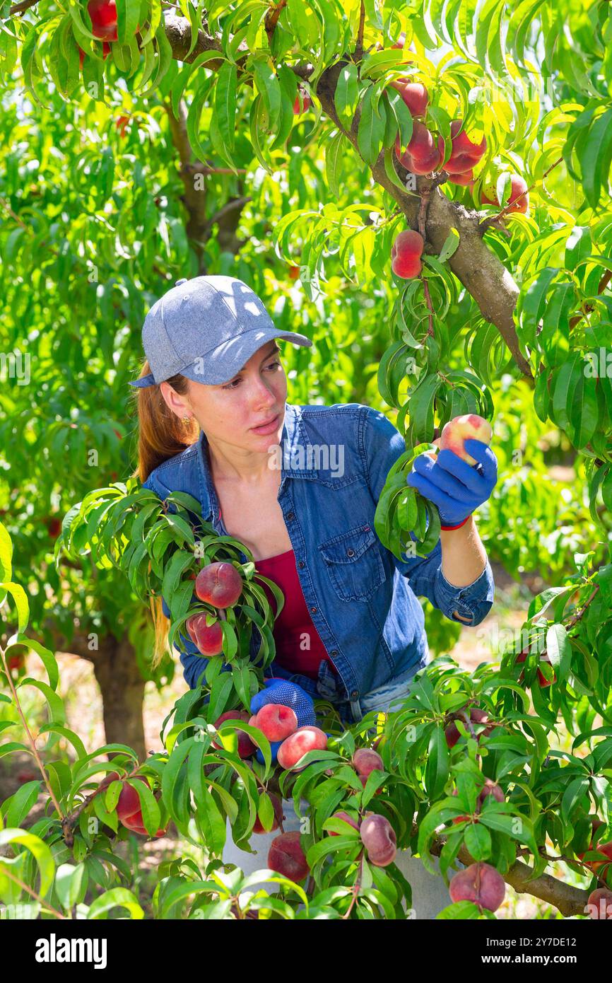 Female farmer picking peaches in fruit orchard Stock Photo - Alamy