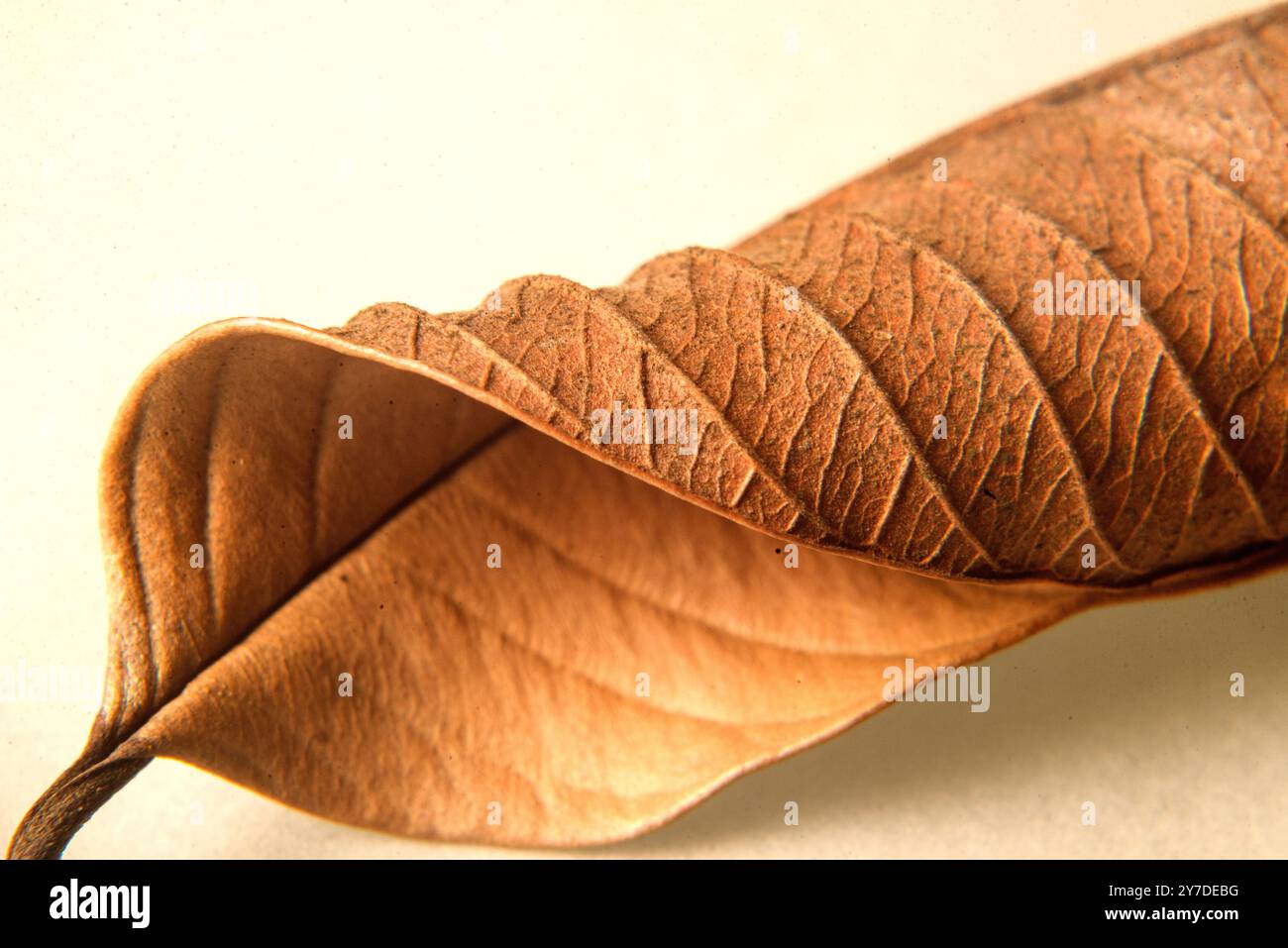 Mango leaf texture and detail Stock Photo - Alamy