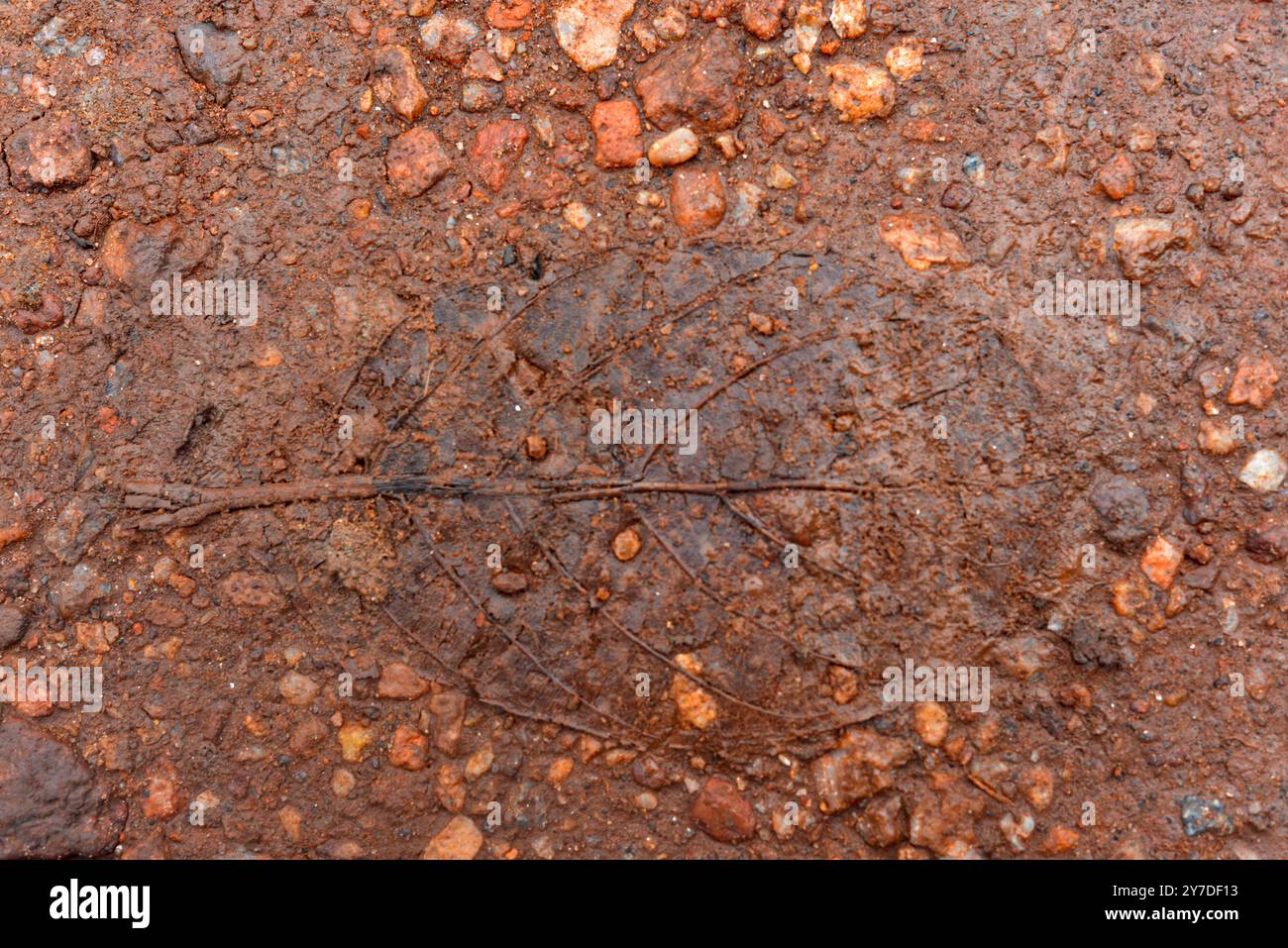 Lead leaf hi-res stock photography and images - Alamy