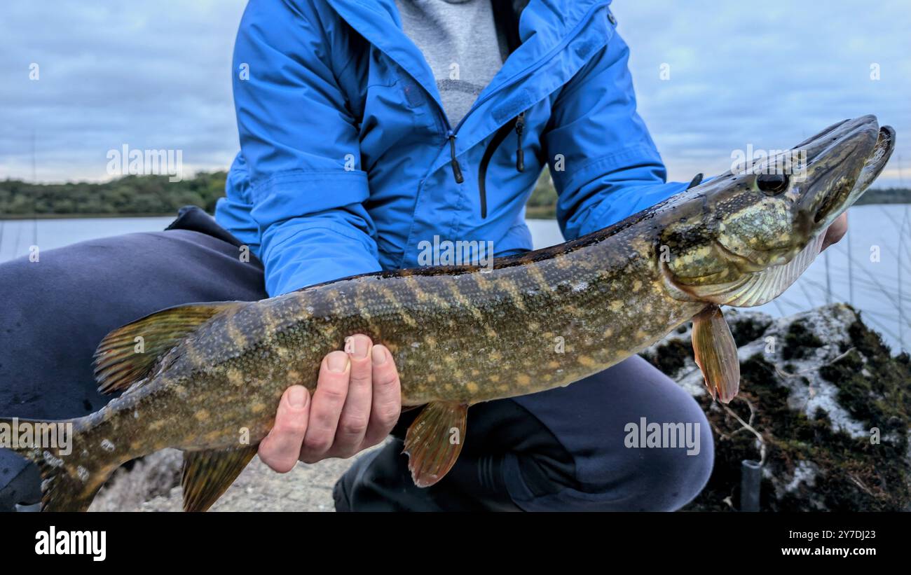 Fisherman holding big Northern pike freshwater fish caught in Ross lake ...