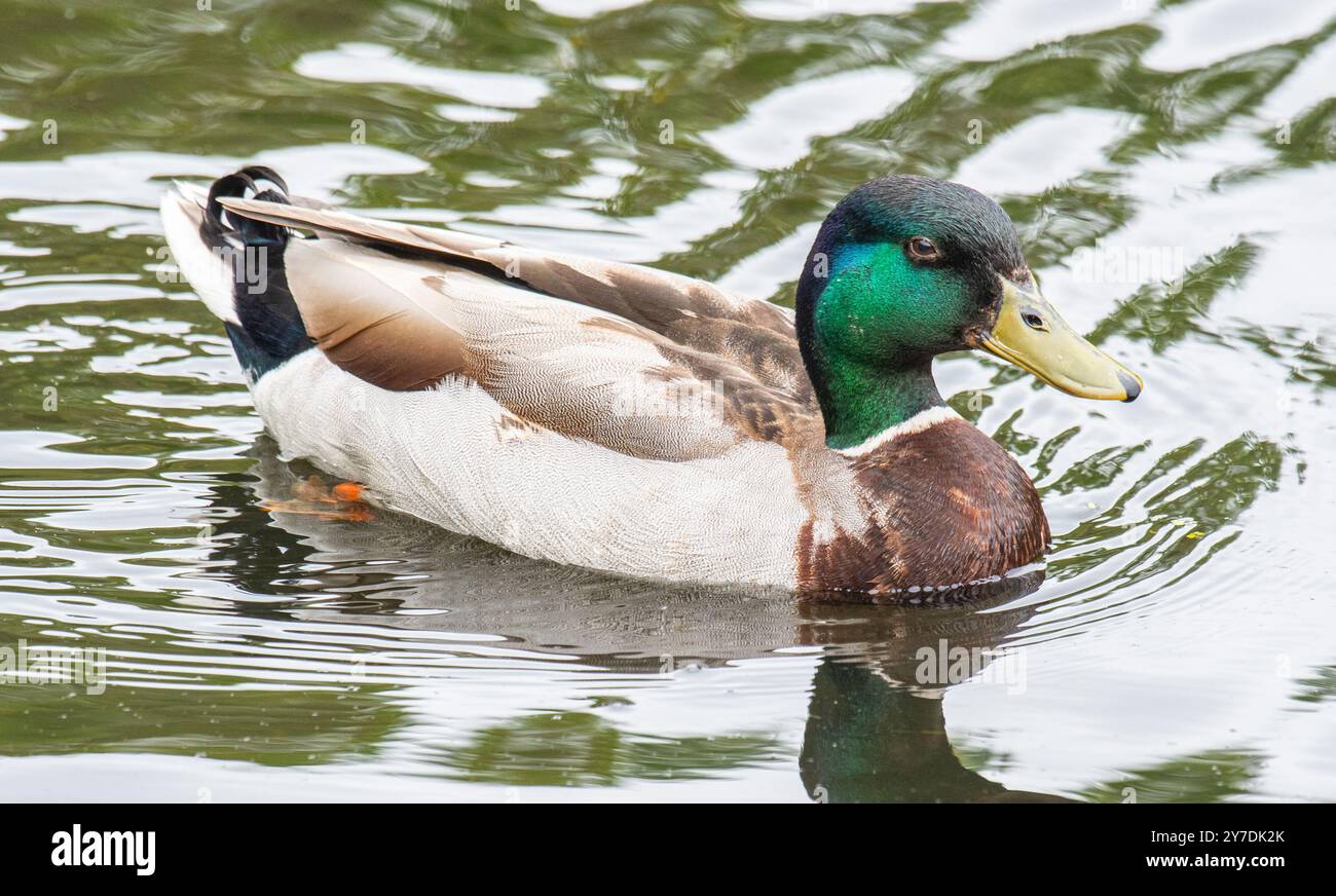Danish duck hi-res stock photography and images - Alamy