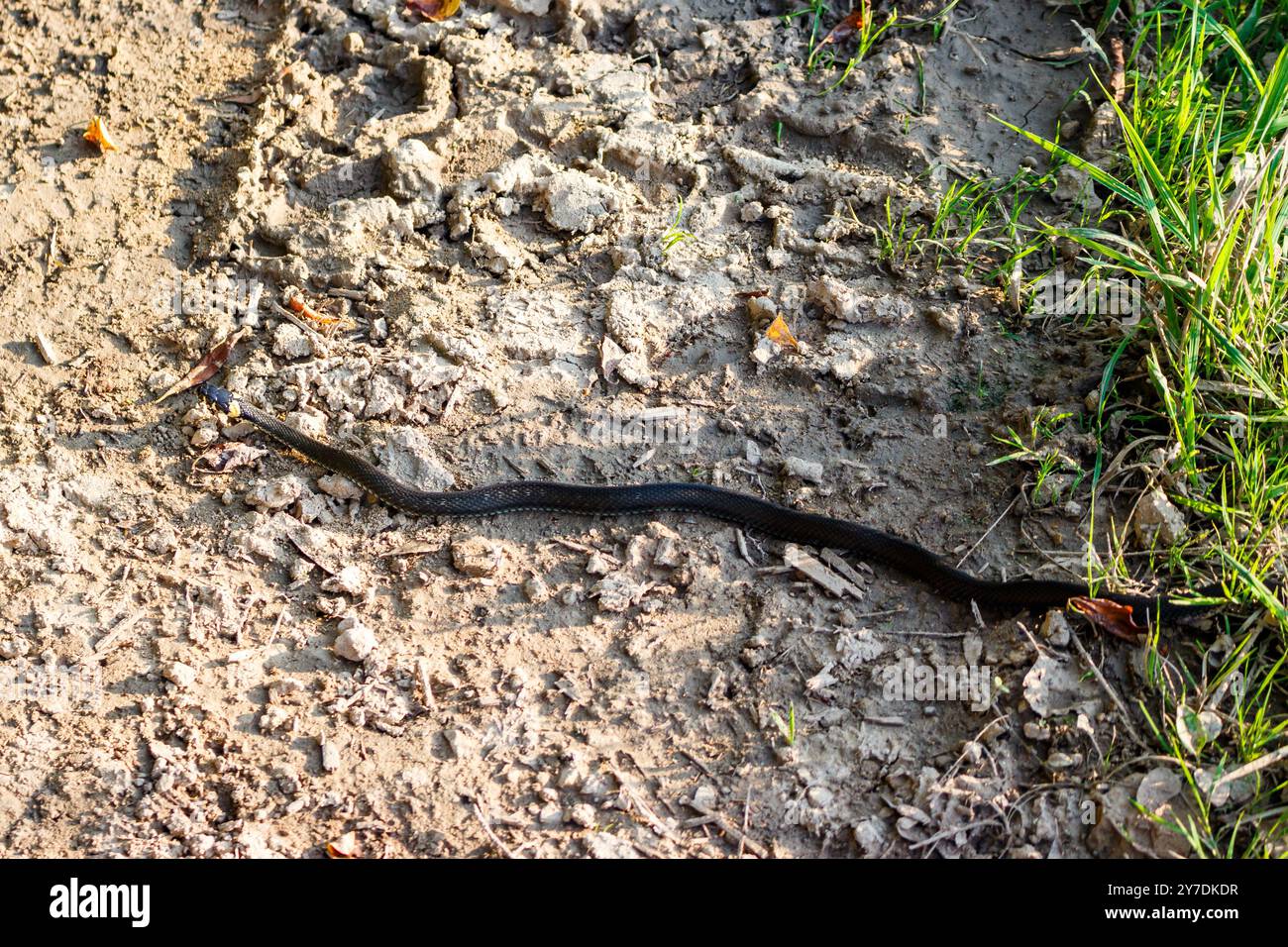 Grass snake crawling across a country road, Natrix natrix. Central ...