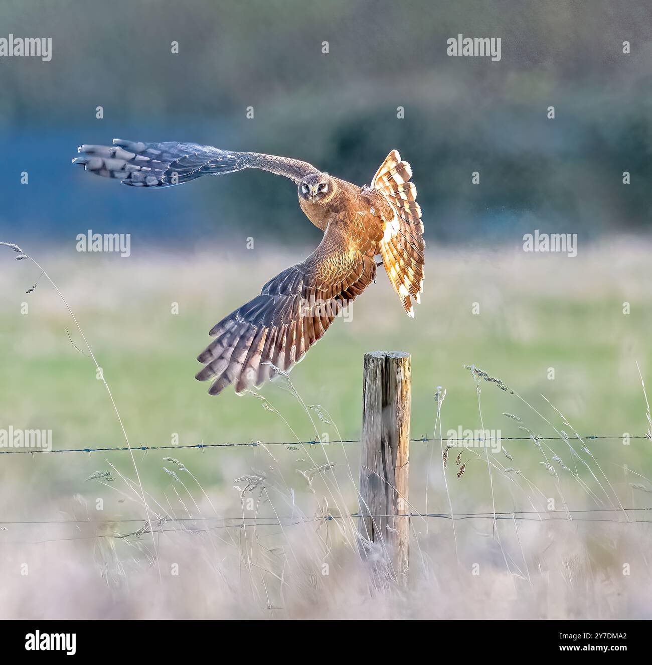 Pallid harrier (juvenile Stock Photo - Alamy