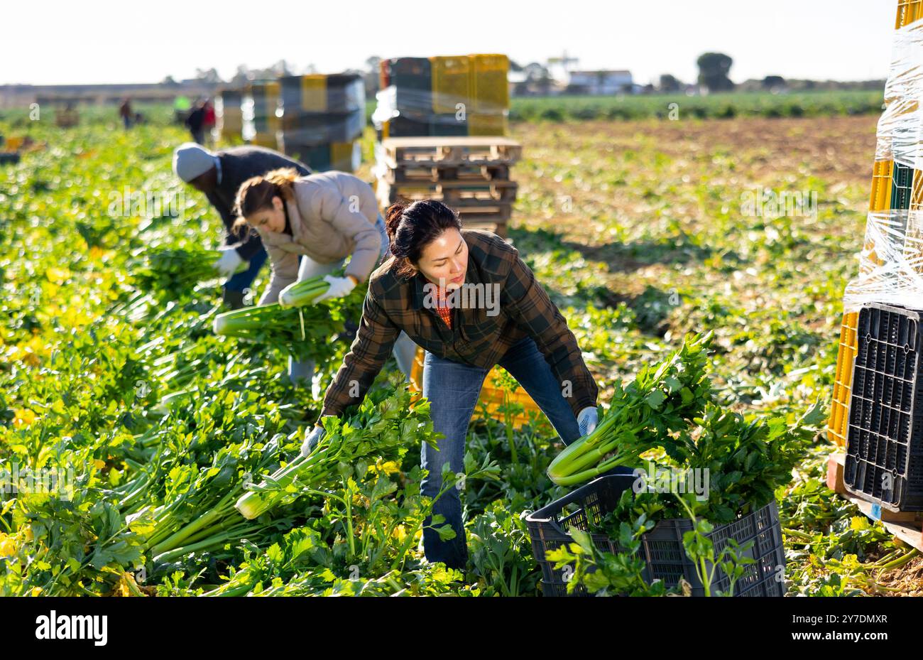 Woman harvesting celery with co-workers on plantation Stock Photo - Alamy