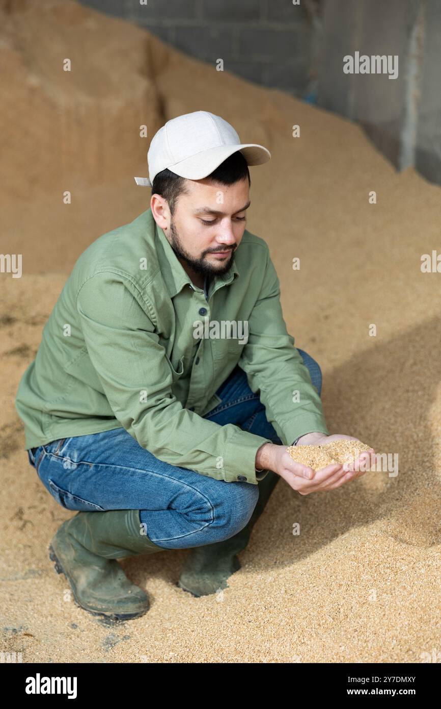 Farmer checking quality of soybean hulls for livestock feeding Stock ...