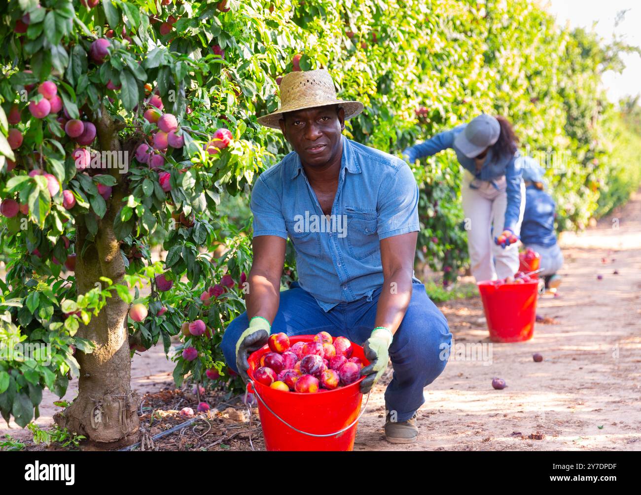 African male gardener picking plums from tree Stock Photo - Alamy