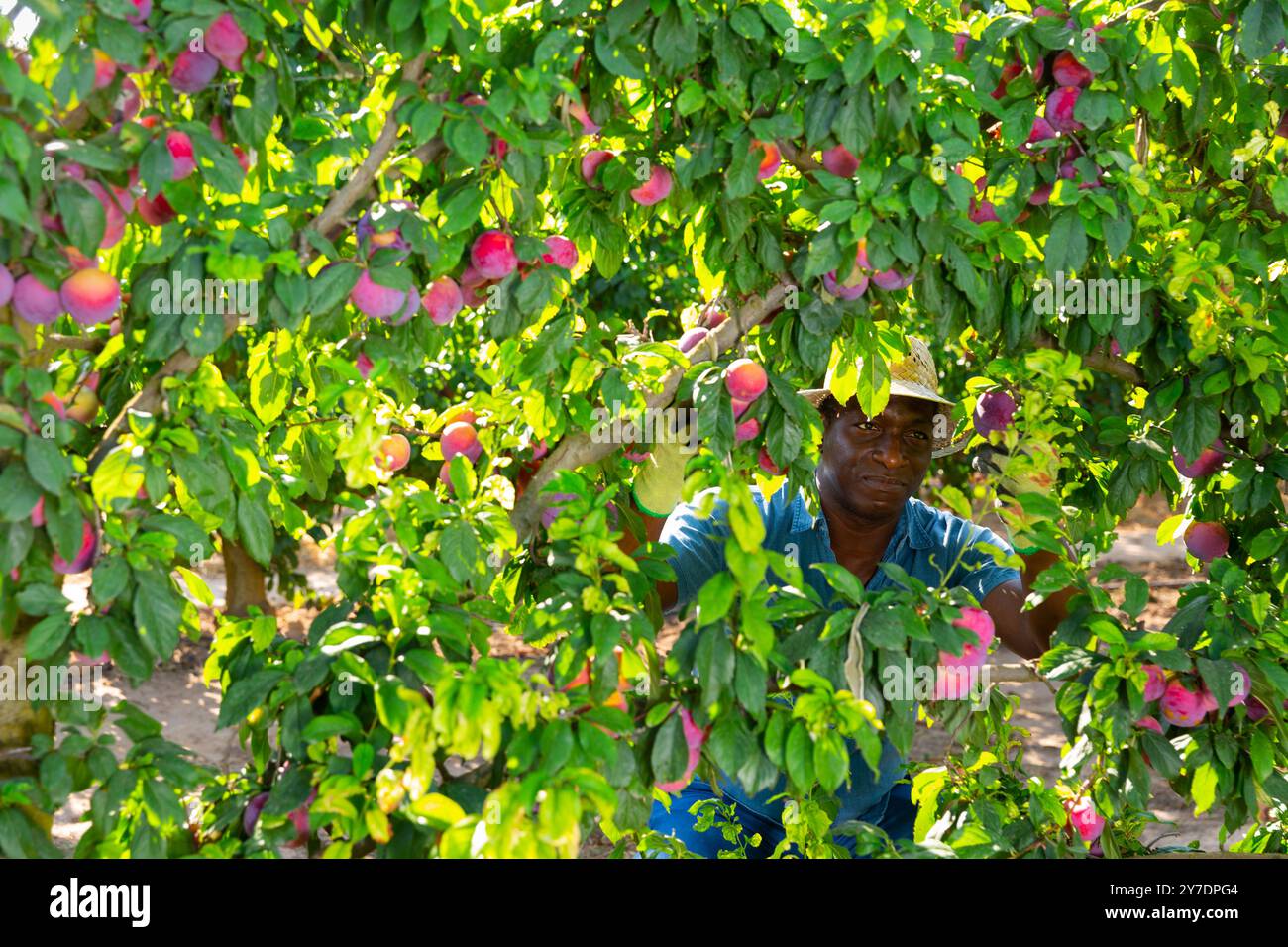Man working on fruit plantation, gathering plums Stock Photo - Alamy