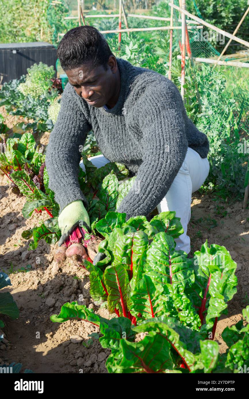 African american man harvests beets from a garden bed Stock Photo - Alamy