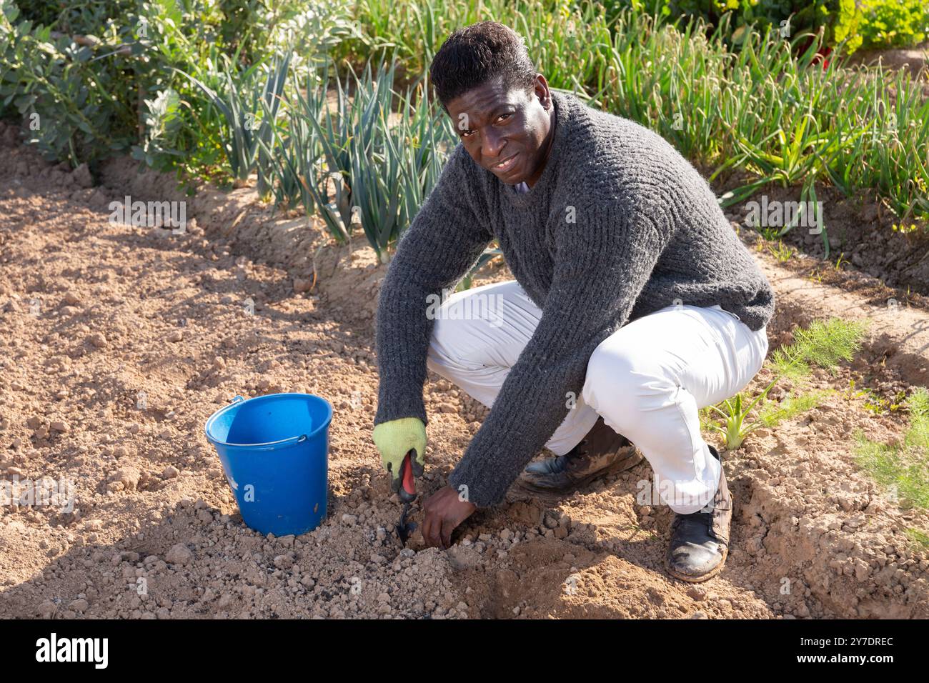 African american man works in the kitchen garden, digging holes for ...