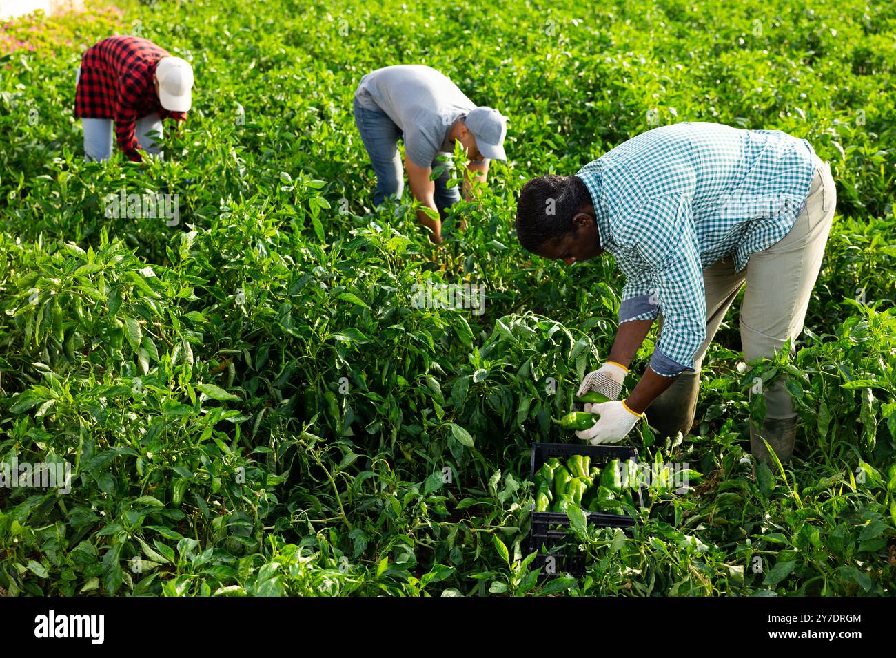 Farmers harvesting green pepper on field Stock Photo - Alamy